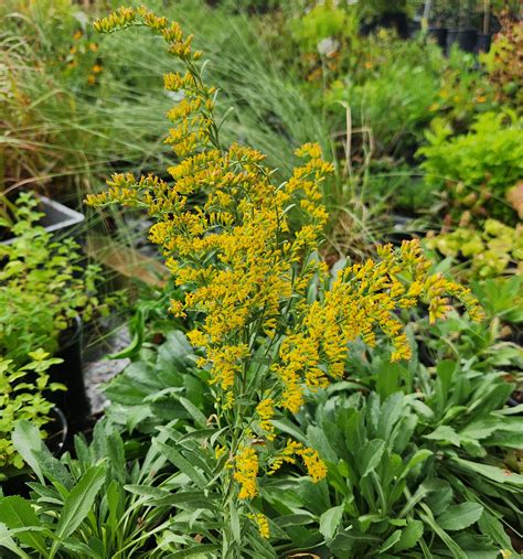 Solidago Nemoralis Gray Goldenrod Eco Blossom Nursery