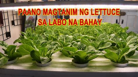 How To Plant Lettuce Indoor Kratky Method How To Grow Lettuce