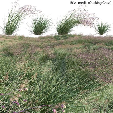 Briza Media Pearl Grass 3d Model 3dtree 3dsmax