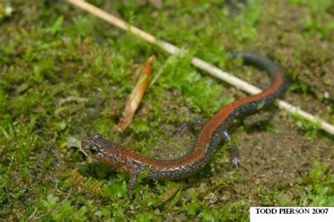 Dermatocranium Salamander