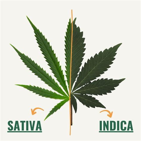 Sativa Vs Indica Die Unterschiede Leicht Erklärt