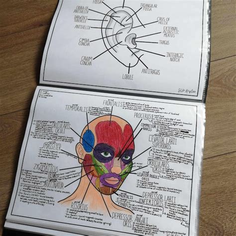 Dysarthria Differential Diagnosis Chart With Treatment Digital