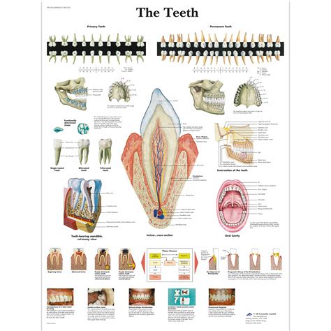 The Teeth Chart Tooth Chart Dental Posters Teeth