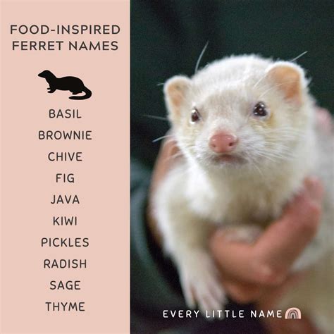 280 Best Ferret Names Cute Cool And Unique Every Little Name
