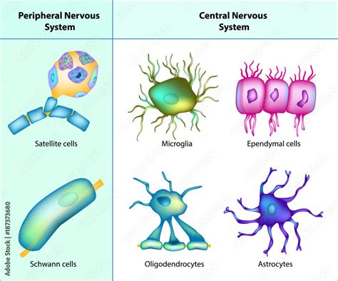Oligodendrocytes Astrocytes