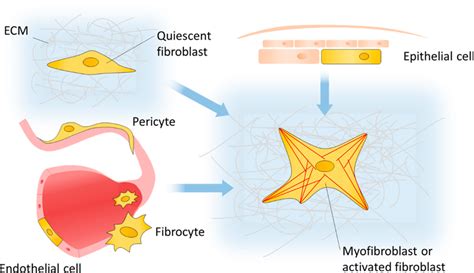 Range Of Cells Which Have Been Experimentally Shown To Become Involved