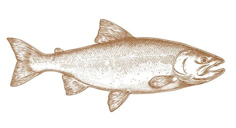 Old Retro Seafood Symbol Stock Illustrations 1 452 Old Retro Seafood