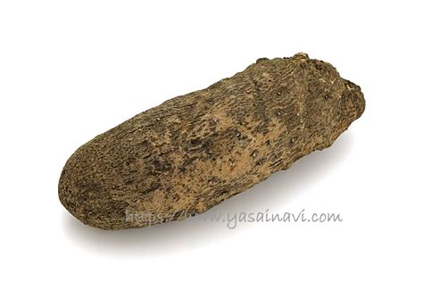 ヤムイモ／ヤム芋の写真（画像）｜やまのいも