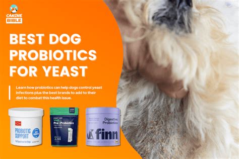 The 20 Best Natural Dog Foods In 2026 Vet Recommended Canine Bible