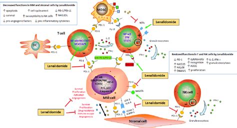 How Does Lenalidomide Act On T Cells Fdxp