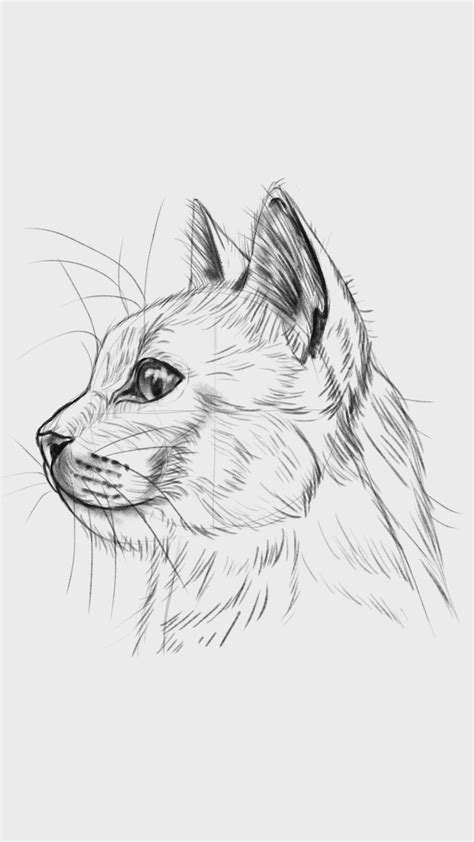 How To Draw A Cat Profile