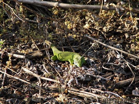 Gushter By Moptuc On Deviantart