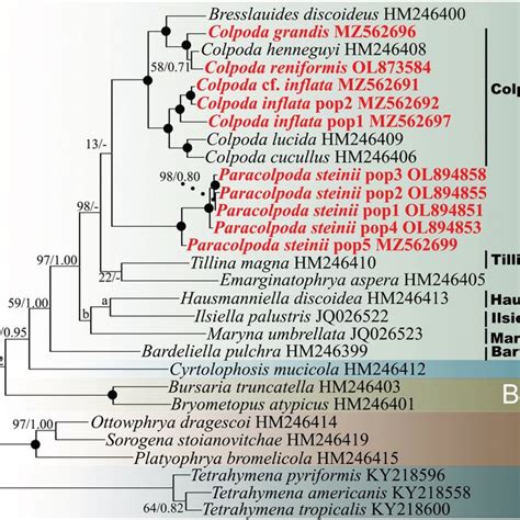 The Bayesian Inference Bi Tree Based On The Mtssu‐rrna Gene Of Major