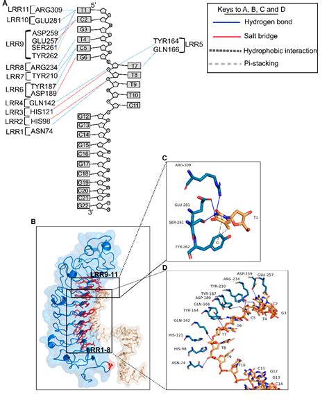 Figure 1 From Three Dimensional Modeling Of Cpg Dna Binding With Matrix Lumican Shows Leucine