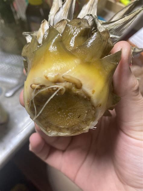 Trying To Grow A Pineapple Thingy What Do I Do All Of The Crown Is