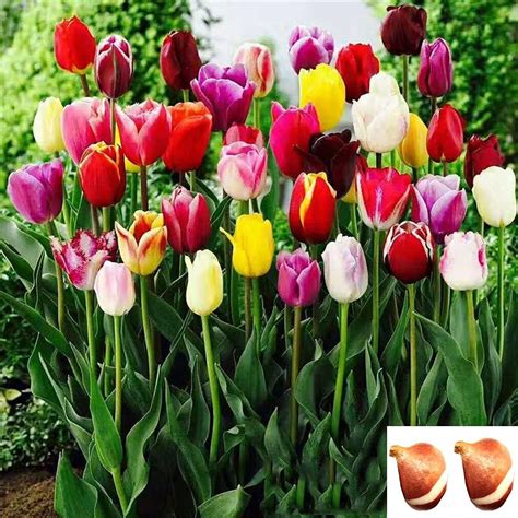 Two Bulbs Tulip Bulbs Mixed Tulips Varieties India Ubuy