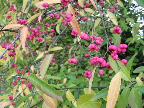 A Cheap And Eco Friendly Way To Grow Trees Anglo Celt