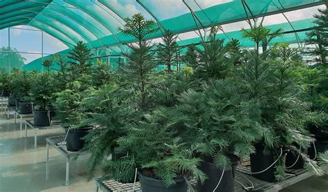 Conservation Wollemi Pine Nsw National Parks