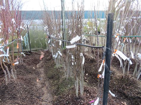 Nectarine Mabel The Plant Place