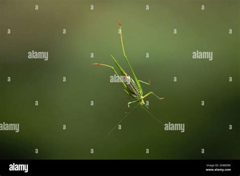 Closeup Of The Underside Of A Katydid Insect Bug On A Window Stock