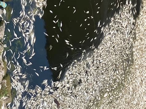 Pomor Ribe U Čukaričkom Rukavcu Sportski Ribolov