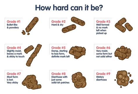 Poo Chart Cat Eye Infection Food Intolerance Test Constipation