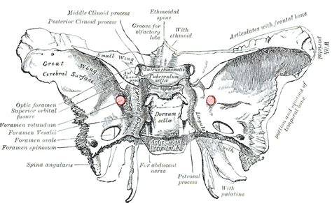 Foramen Rotundum Ars Neurochirurgica