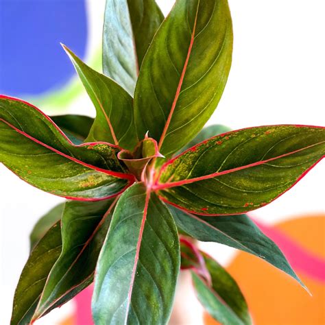 Chinese Evergreen Aglaonema ‘crete Sprouts Of Bristol