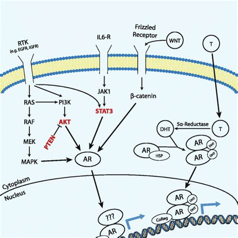 Androgen Receptor Structure A The Ar Gene Is Located On The X