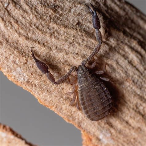 What Does A Pseudoscorpion Look Like