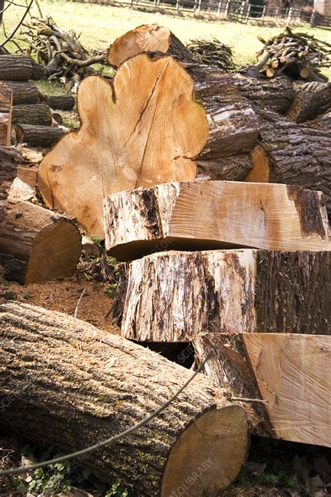 Sawn Logs Stock Image E7600260 Science Photo Library