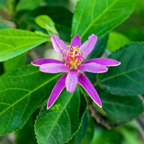 Grewia Flower Leaf Care Uses Picturethis