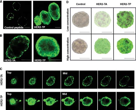 Her2 Targeting Peptide Drug Conjugate With Better Penetrability For