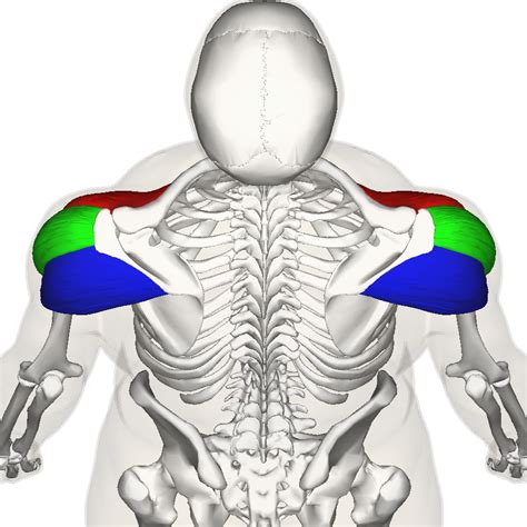 Deltoid Head Origins Human Muscle Anatomy Deltoids Muscle Anatomy