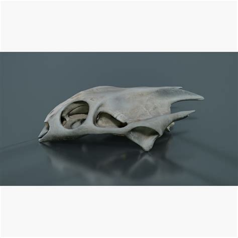 Parrot Head Skull 3d Model Download Birds On
