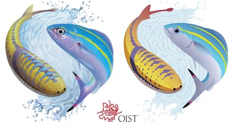 Macroevolution Unit Image Okinawa Institute Of Science And Technology