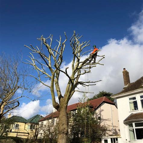 Swindon Tree Pollarding Services Cotswold Tree Surgeons