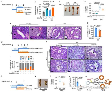 Nature子刊 Bcat2介导的bcaa分解代谢是胰腺导管腺癌发生发展的关键 知乎