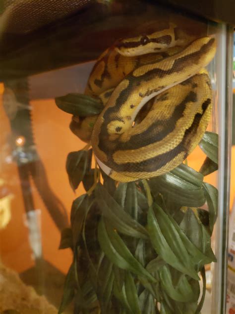 So I Gave Lily A Wall Plant R Ballpython