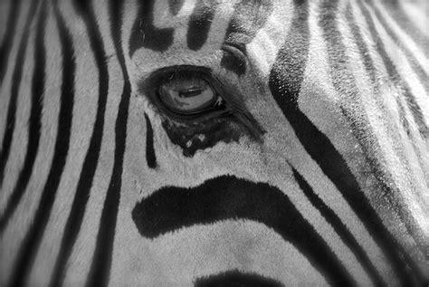Close Up Of Zebra Premium Photo Close Up Of Zebra Premium Photo