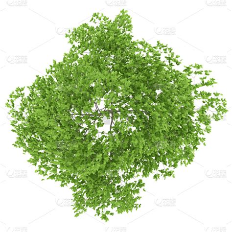 白色背景李树绘画插图风景分离着色三维图形自然绿色无人乌克兰