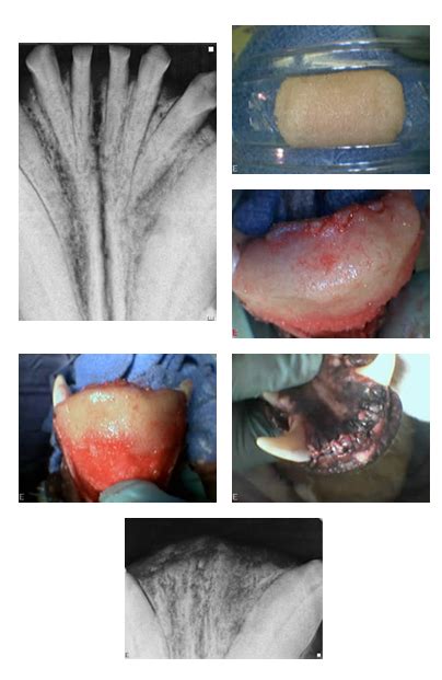 Animal Dentistry Solutions Consil® Putty Bioglass® No15