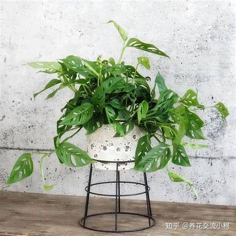 有人说仙洞龟背竹拉低了 家族”的颜值和逼格，它丑萌，容易开孔 知乎