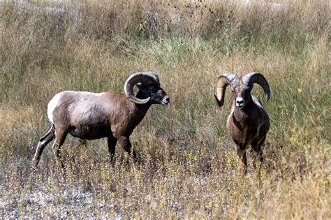 Más De 90 Imágenes Gratis De Borrego Cimarrón Y Naturaleza Pixabay