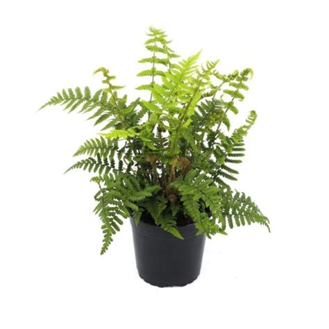 Dryopteris Affinis Ferns Arboretum Garden Centre