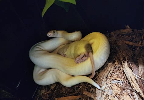 stop playing with your food 😅 r ballpython