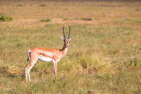 Antelopes Of Kenyas Savannah Plains In Their Natural Habitat Photo