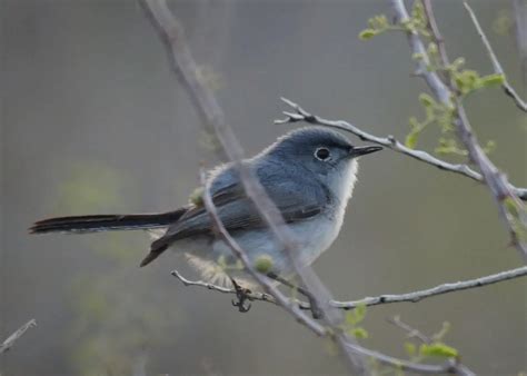 Black Tailed Gnatcatcher Song Call Voice Sound