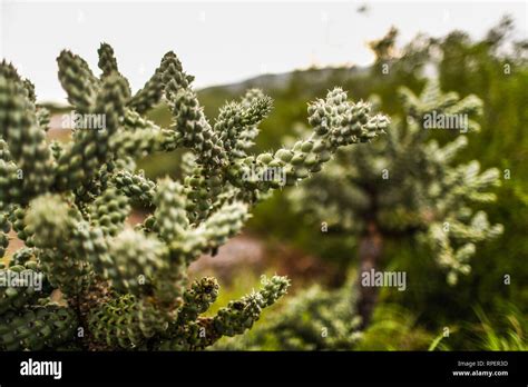 Choya Cactus Plantas Y Arbustos Del Desierto De Sonora Mexicophoto