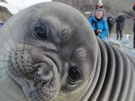 Northern Elephant Seal Pup